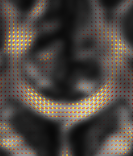 Overlays — FSLeyes documentation